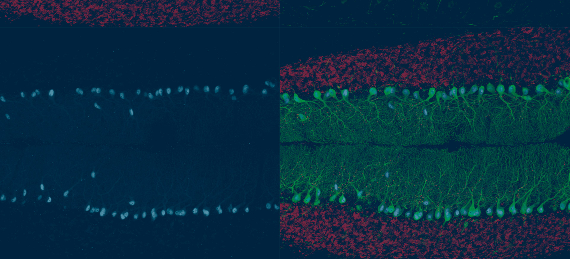 Explore the biology and psychology of the nervous system as a ...