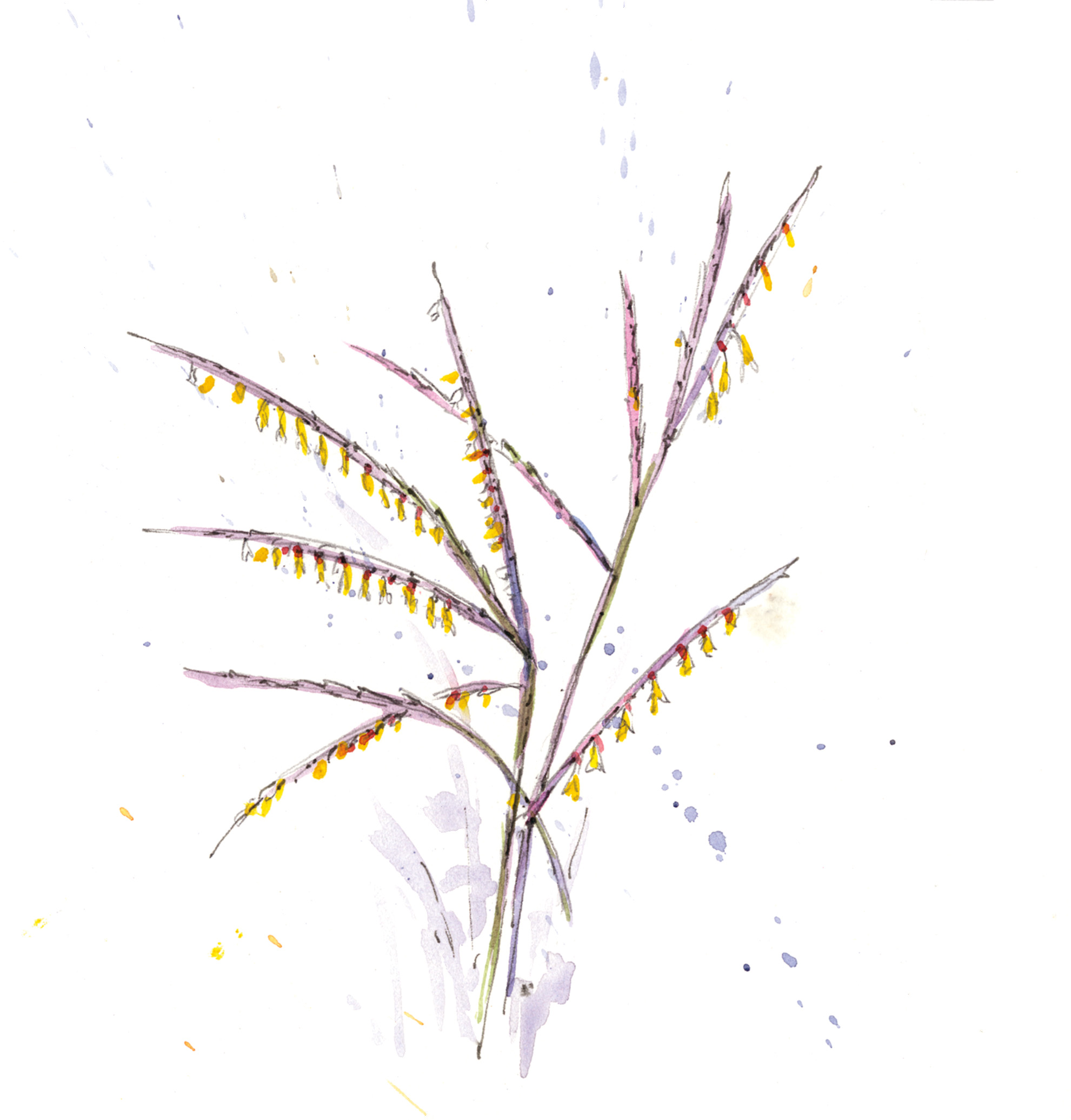An Annotated Field Guide to the Katharine Ordway Natural History Study ...